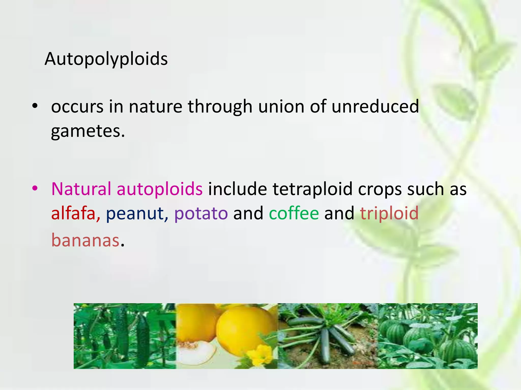 Plant polyploids | PPTX