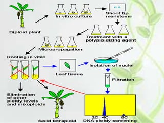 Plant polyploids | PPTX