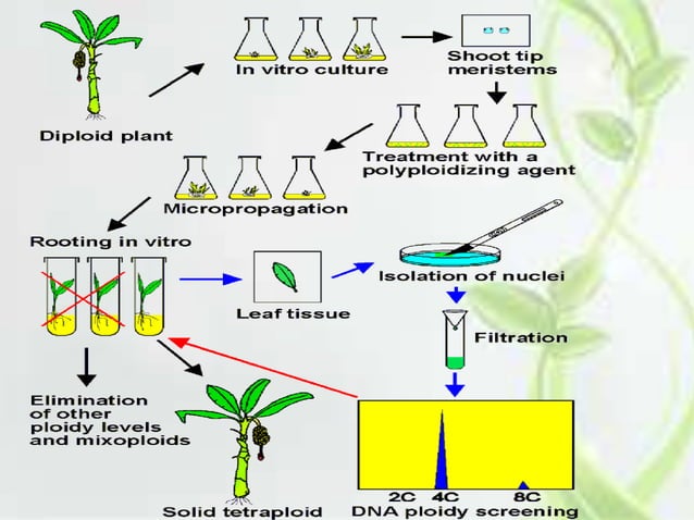 Plant polyploids | PPTX | Biological Sciences | Science