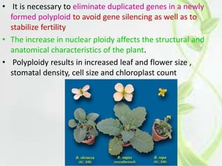 Plant polyploids | PPTX