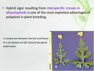 Plant polyploids | PPTX