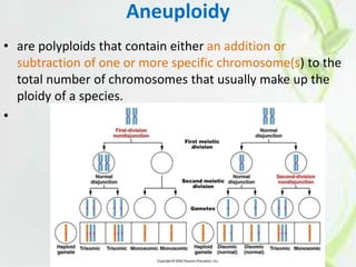 Polyploidy Vs Aneuploidy