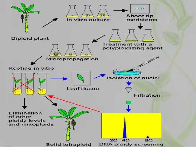 Polyploidy In Plants