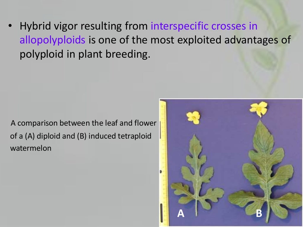 Plant polyploids