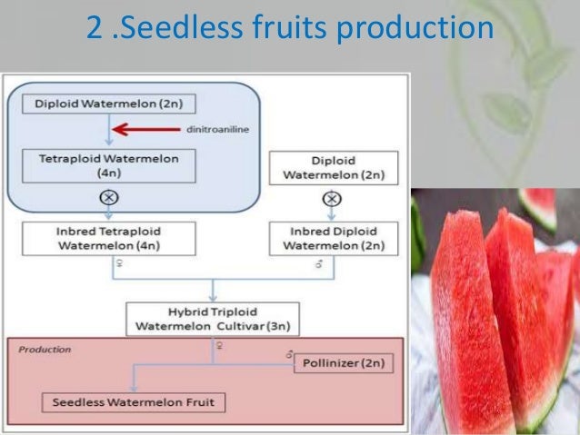 Polyploidy In Plants