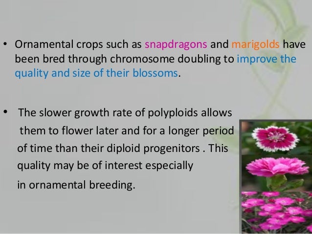 Horticulture Groundwork Benefits Of Polyploidy In Plants