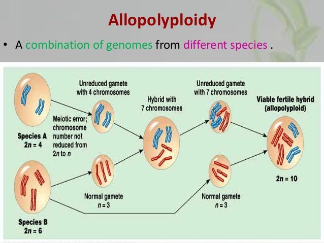 Polyploidy Examples