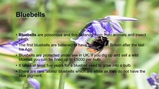 Plant powerpoint | PPTX