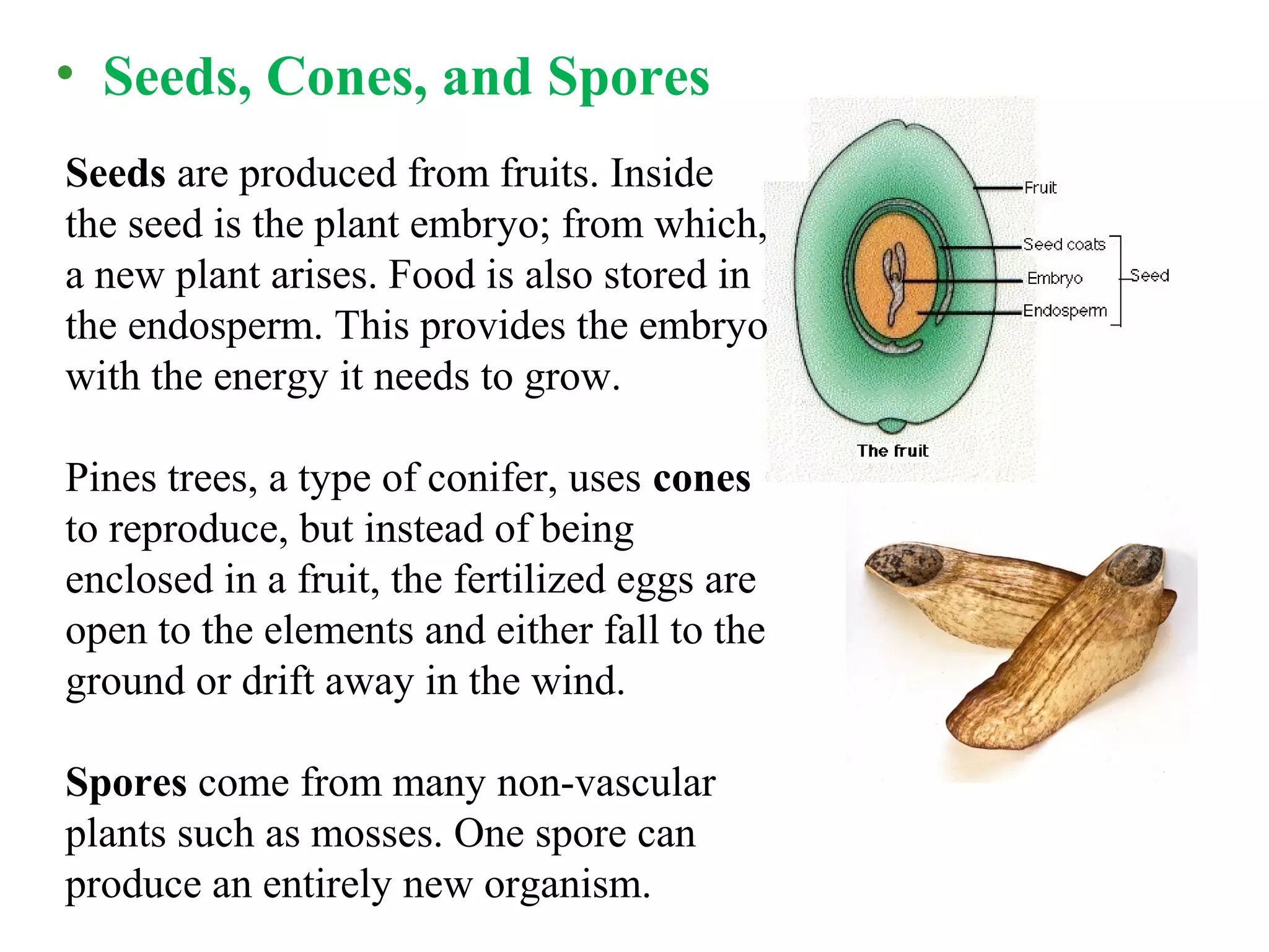 Plant Organs and Tissues Presentation | PPT