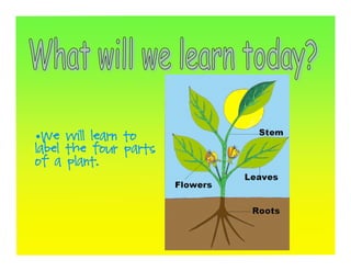 Plant ppt | PDF