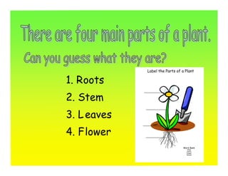 Plant ppt | PDF