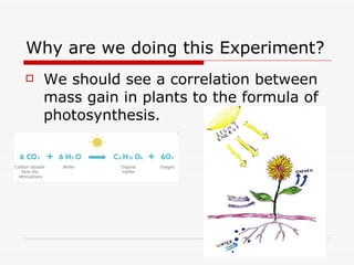 Plant primary productivity laboratory | PPT