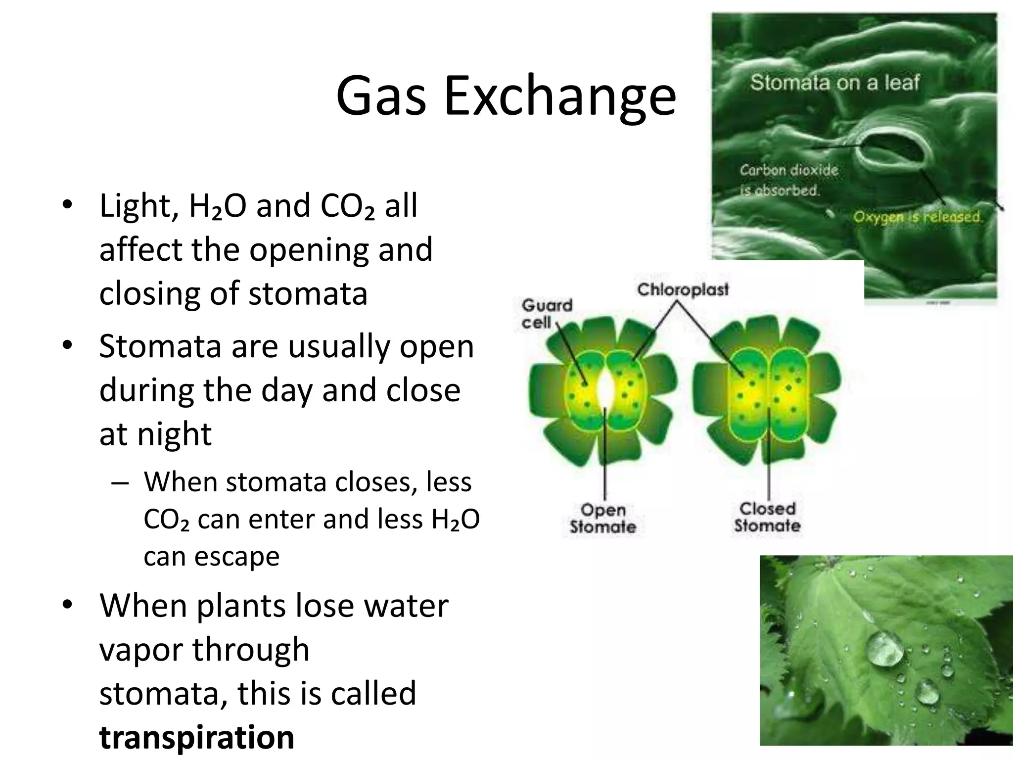 Plant processes photosynthesis | PPTX