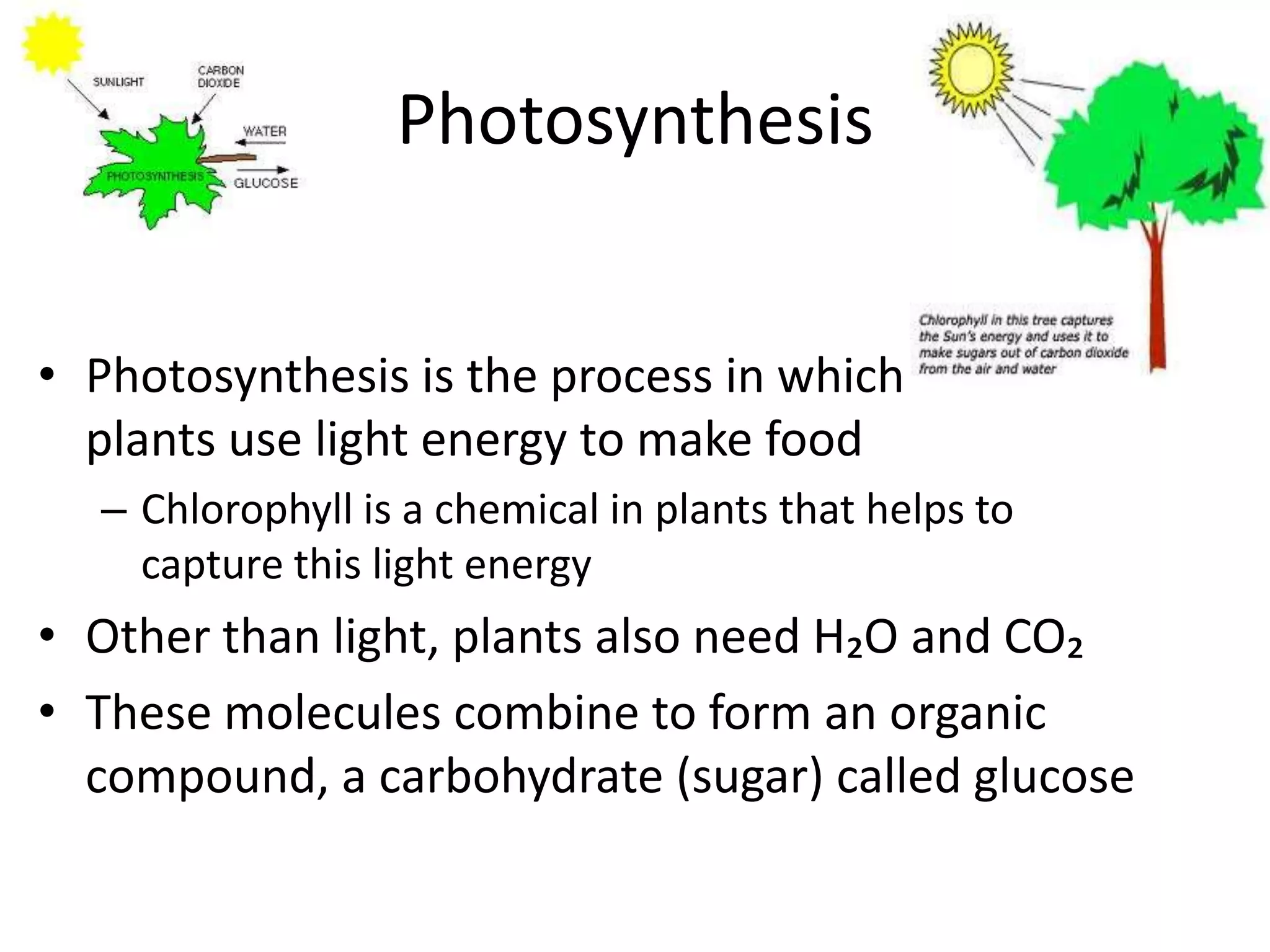 Plant processes photosynthesis | PPTX