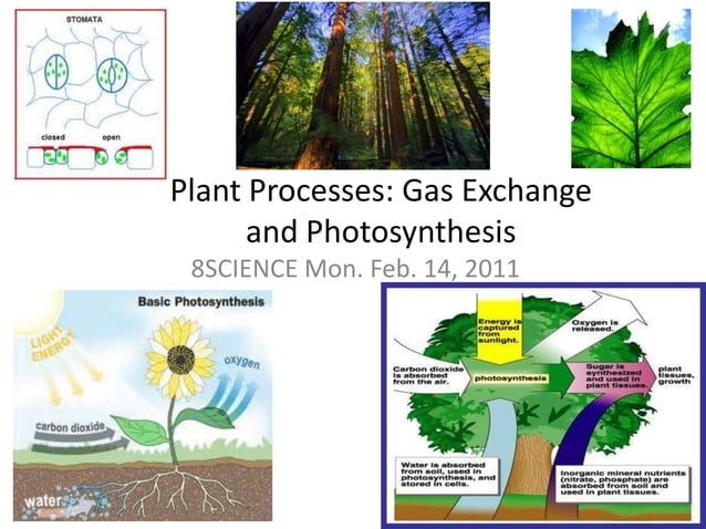 Plant processes photosynthesis | PPT
