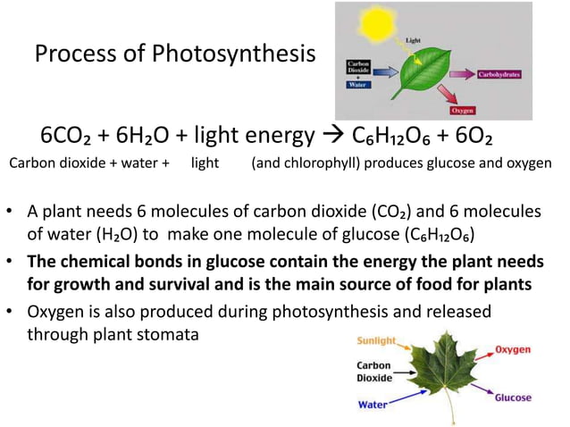 Plant processes photosynthesis | PPT