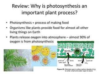 Plant processes respiration | PPTX