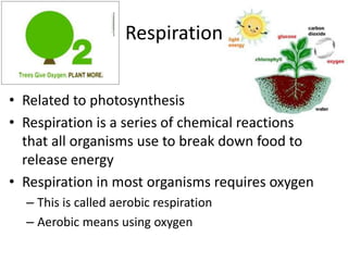 Plant processes respiration | PPTX
