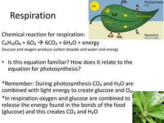 Plant Respiration