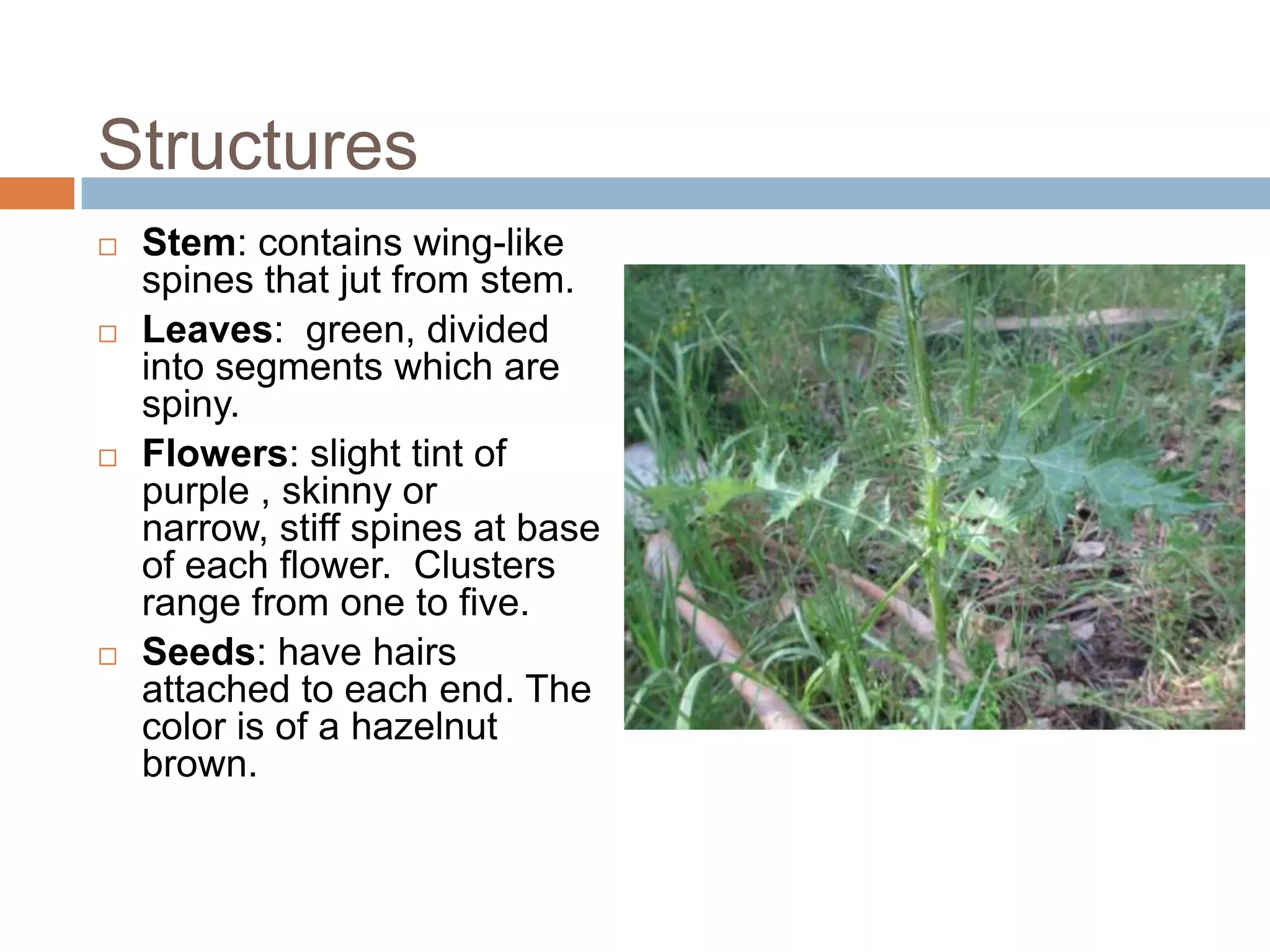 Plant Exploration | PPT