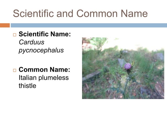 Plant Exploration | PPT | Gardening | Home & Garden