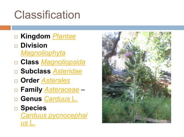 Plant Exploration | PPT | Gardening | Home & Garden