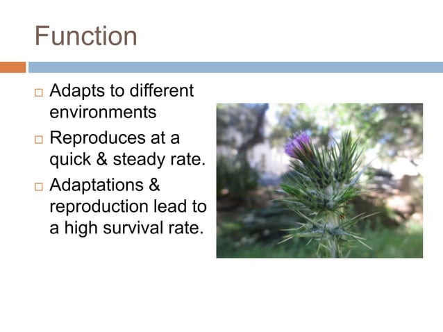 Plant Exploration | PPT | Gardening | Home & Garden