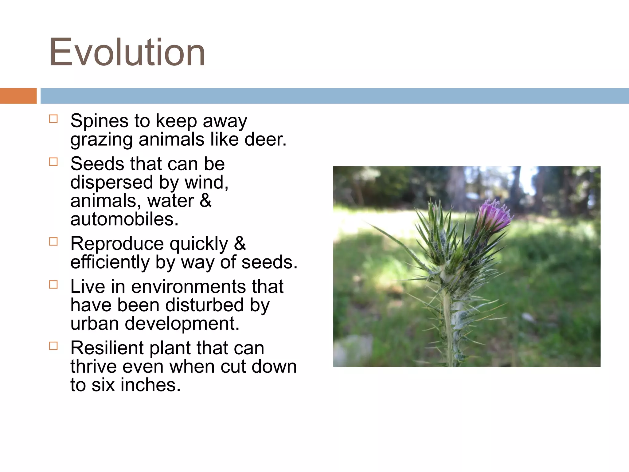 Plant Exploration Powerpoint 2 | PPT