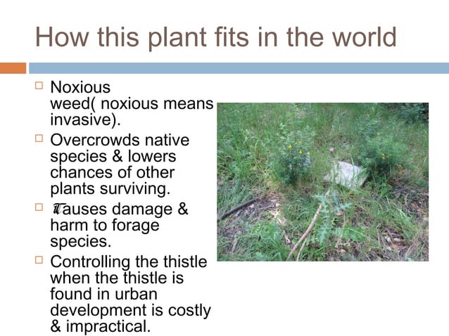 Plant Exploration Powerpoint 2 | PPT