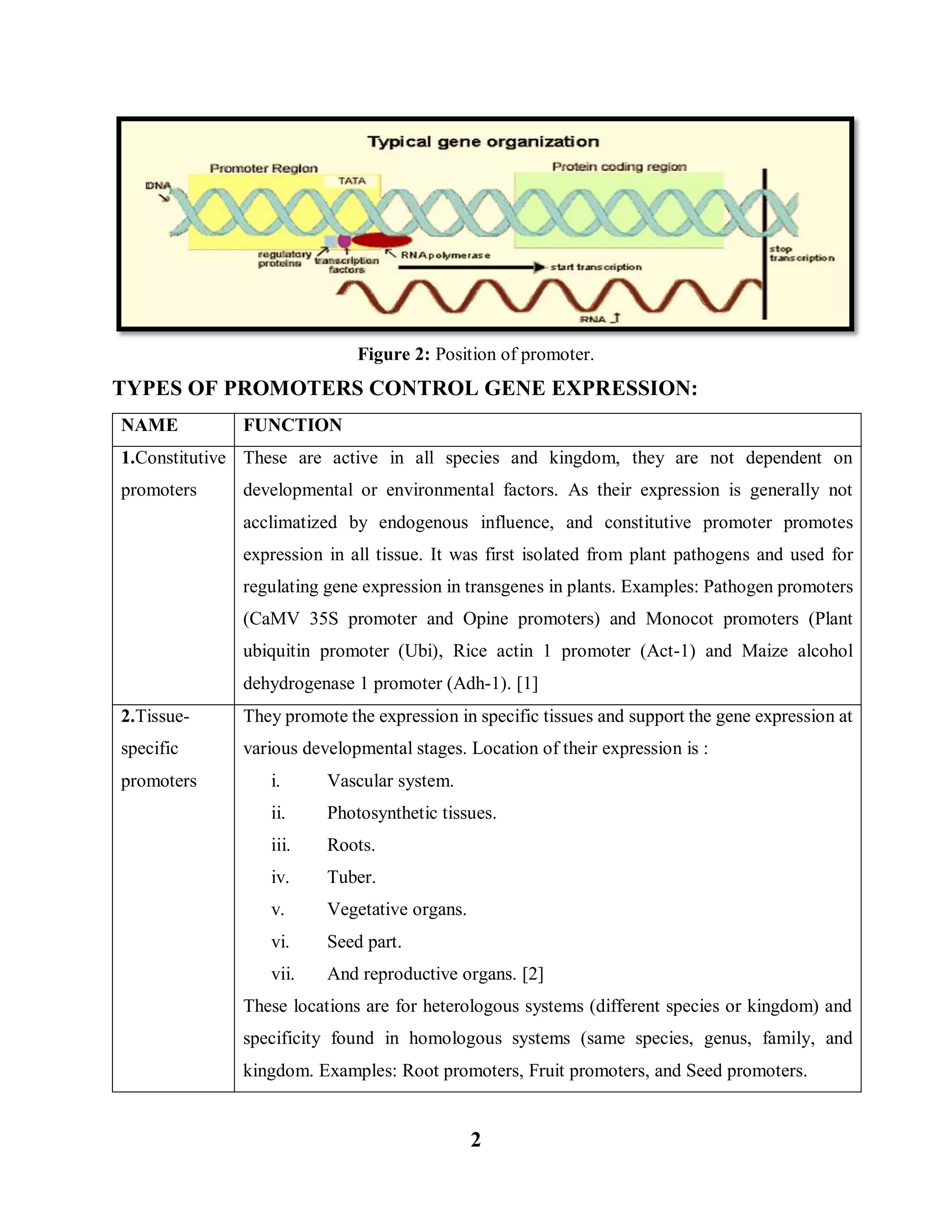 Plant promoters | PDF