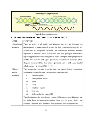 Plant promoters | PDF