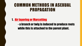Plant propagation | PPTX