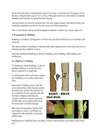 Plant propagation | PDF