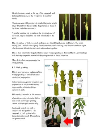 Plant propagation | PDF