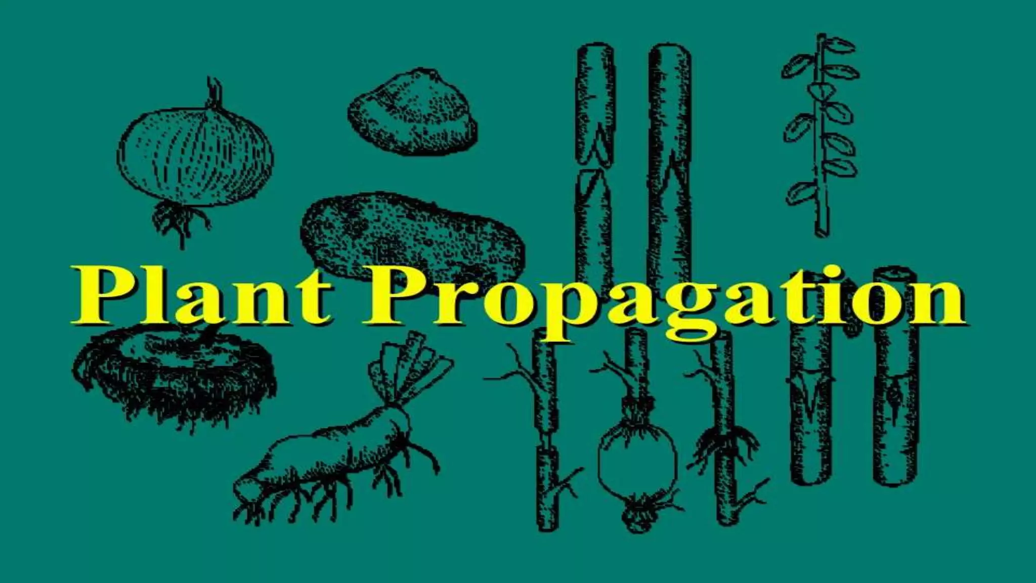 Plant Propagation | PPTX