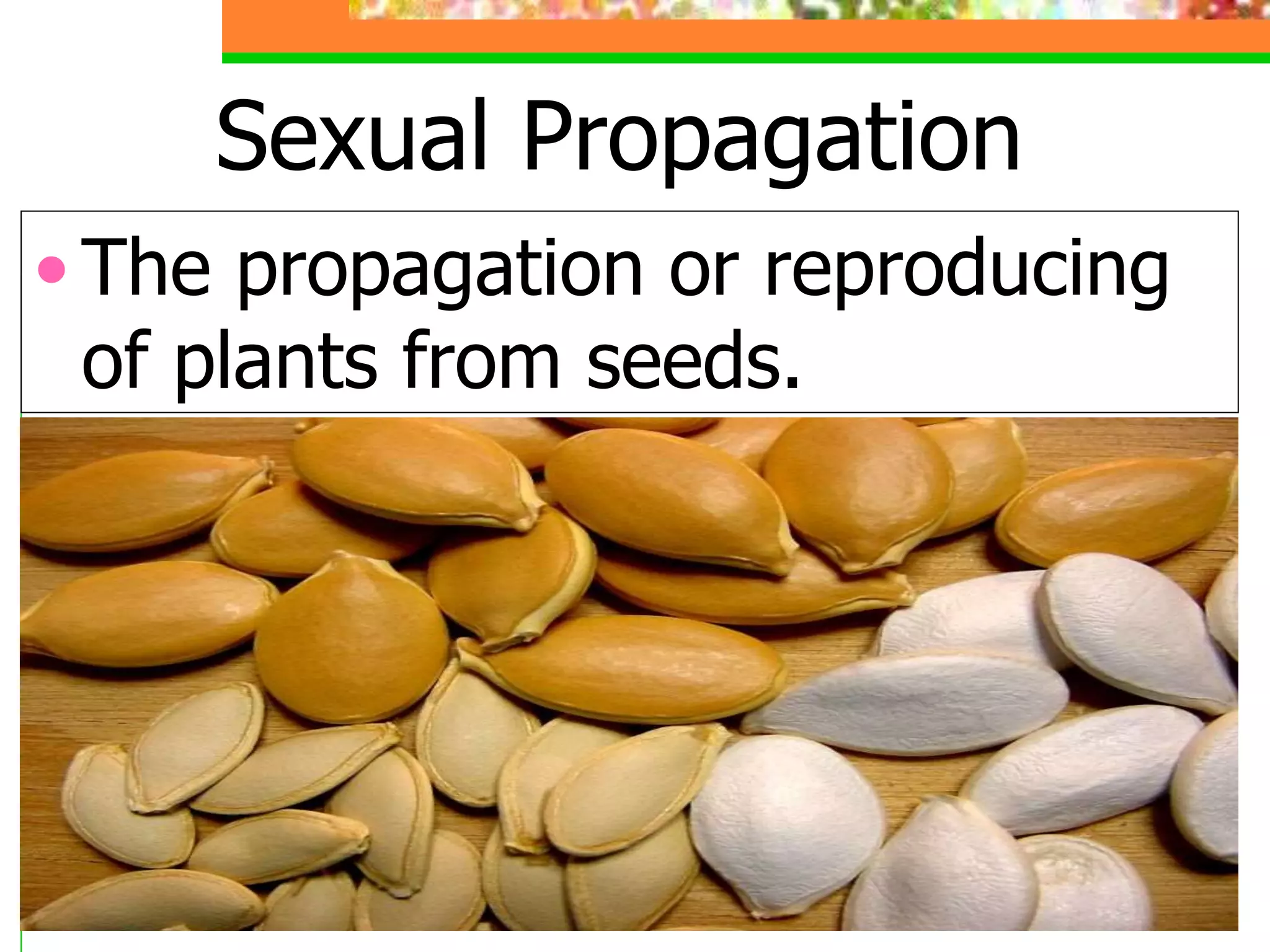plant_propagation.ppt