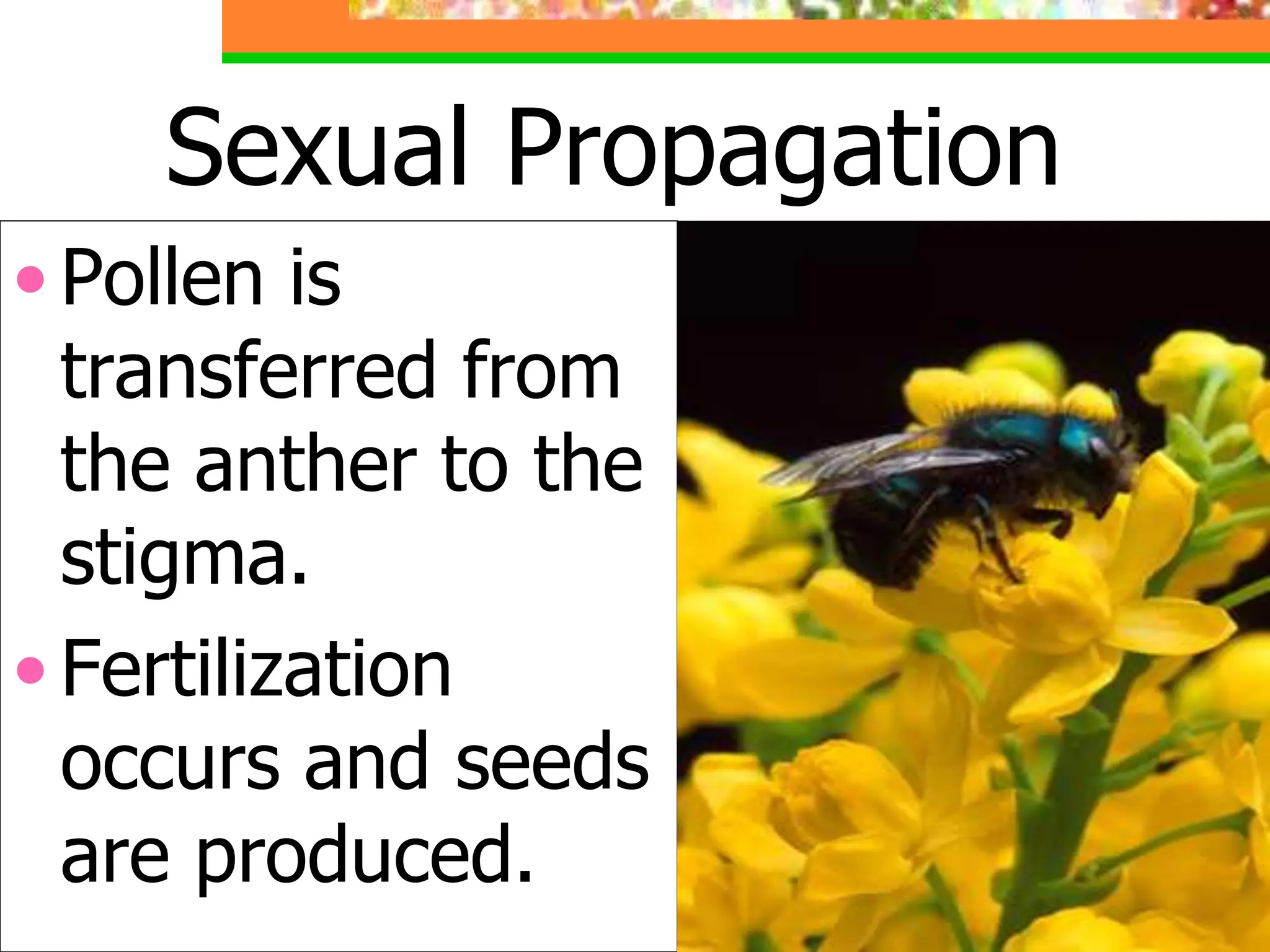 plant_propagation.ppt