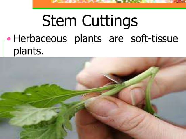 plant_propagation.ppt