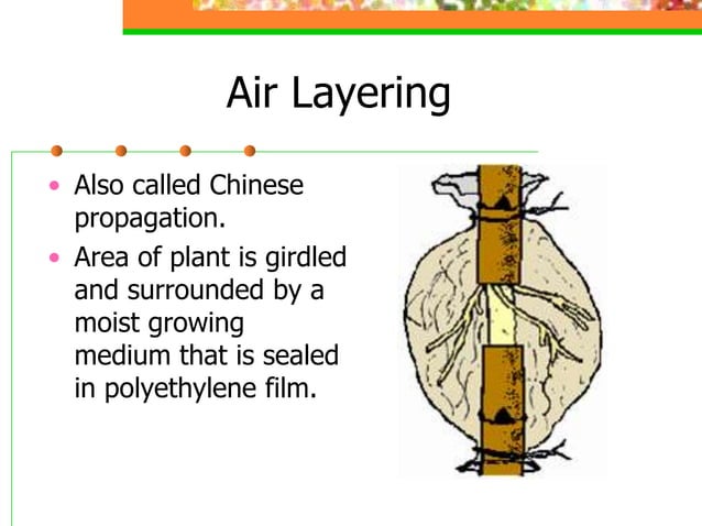 plant_propagation.ppt