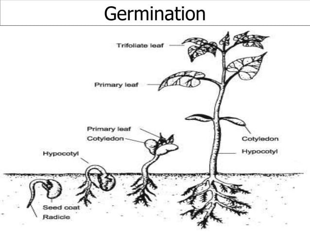 plant_propagation.ppt