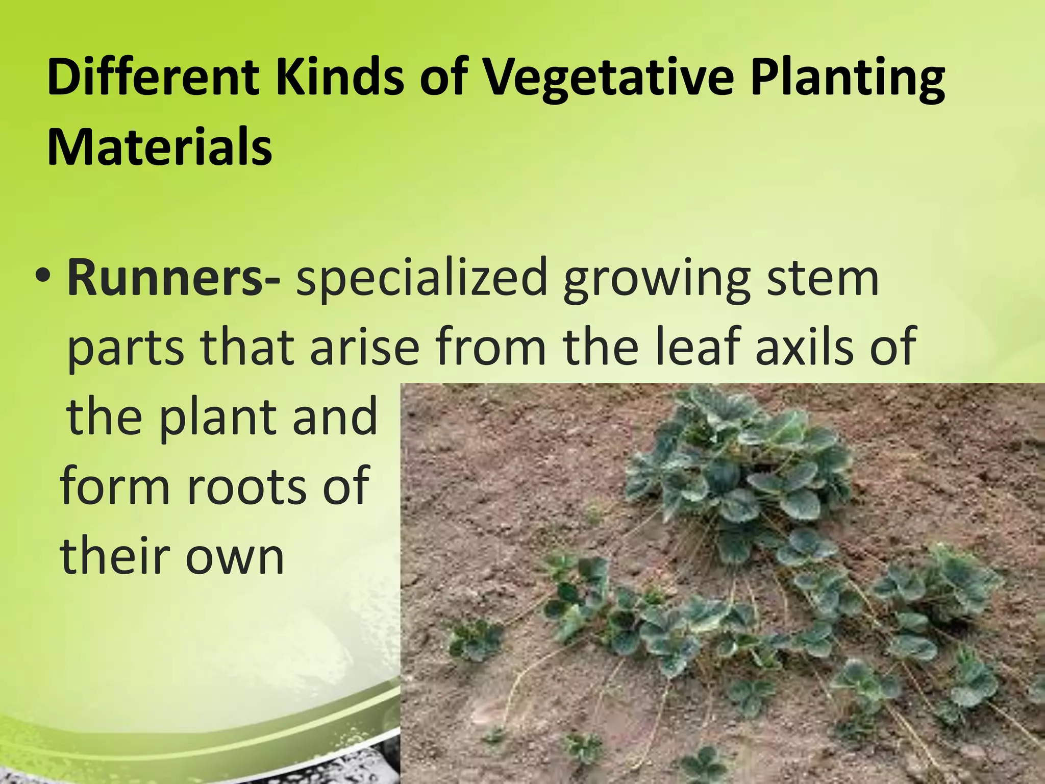 Plant propagation.pptx