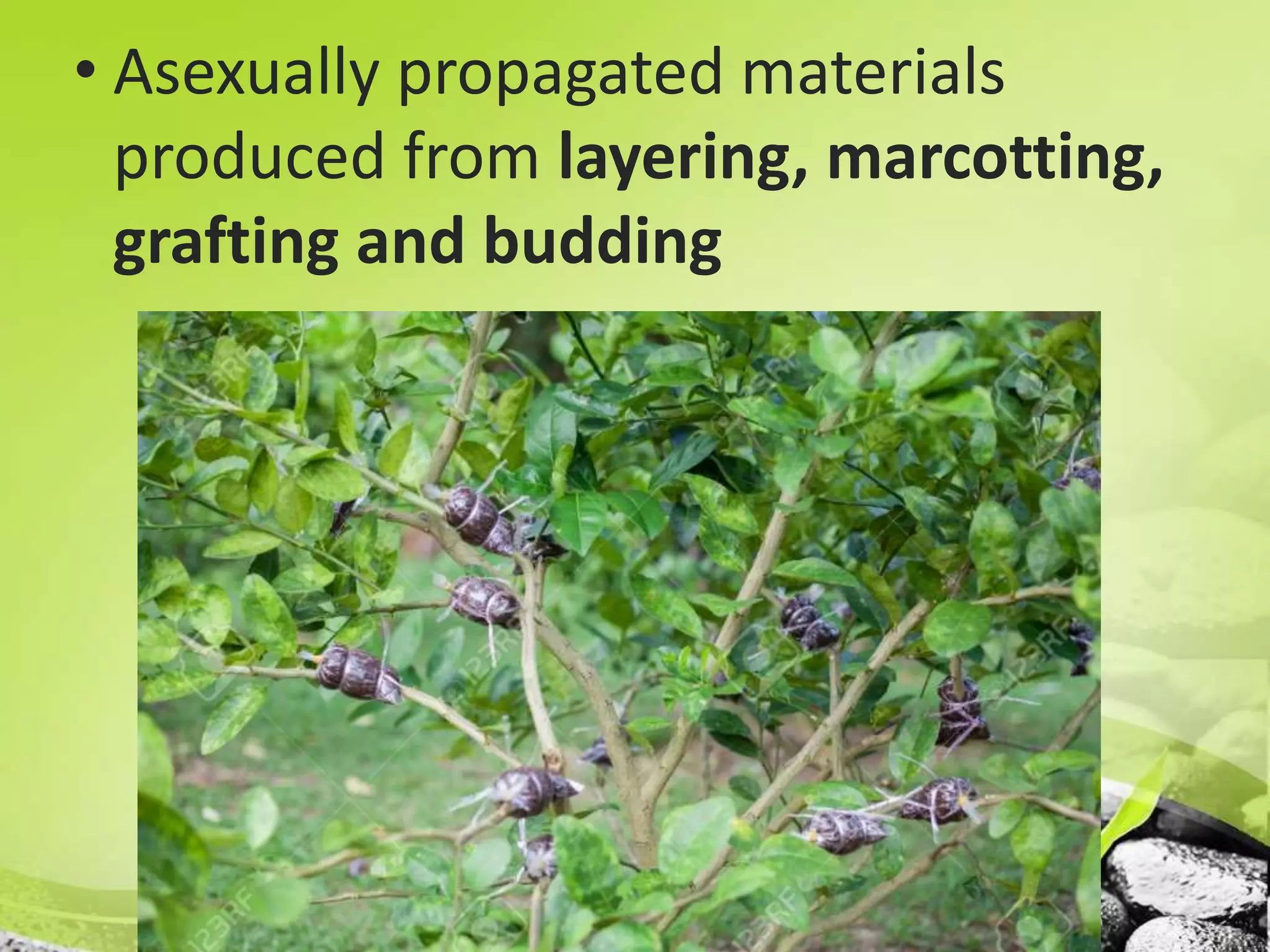 Plant propagation.pptx