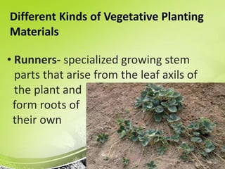 Plant propagation.pptx