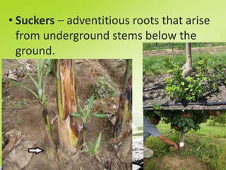 Plant propagation.pptx