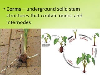 Plant propagation.pptx