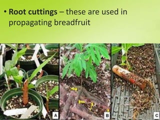 Plant propagation.pptx
