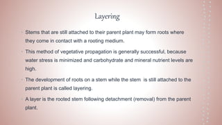 Plant Propagation.pptx
