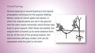 Plant Propagation.pptx