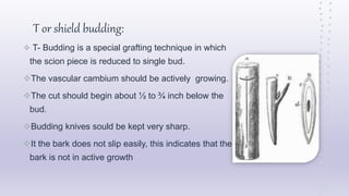 Plant Propagation.pptx