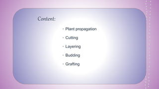 Plant Propagation.pptx